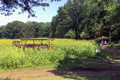 Sunflowers: CT farms spreading a little floral sunshine