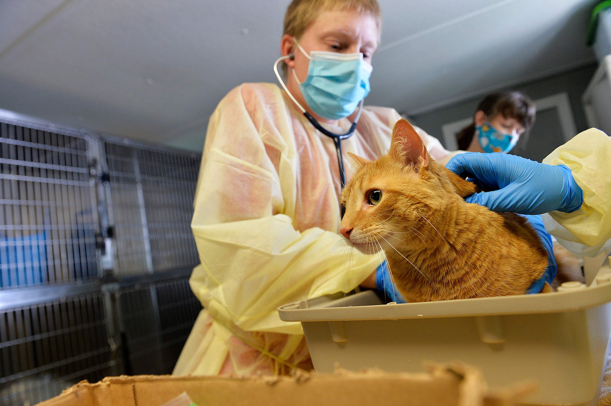 California Cat Declaw Ban: Newsom Signs Law - News Usa Today