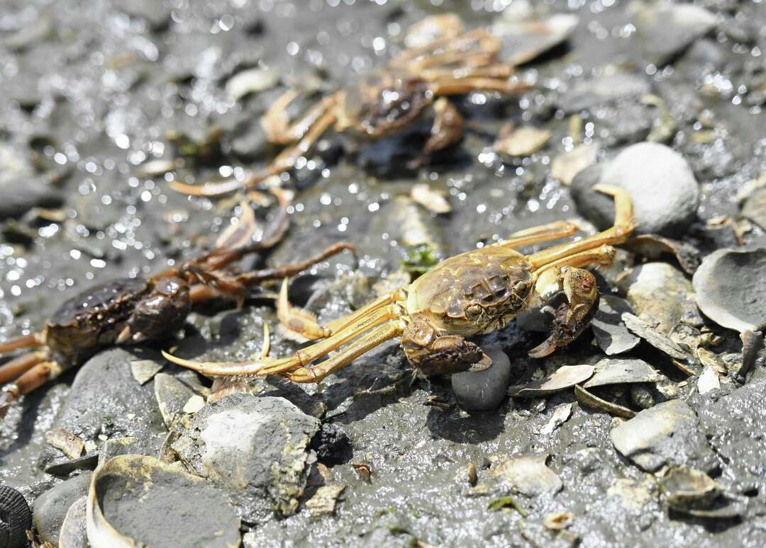 Invasive crabs threaten Connecticut’s shores