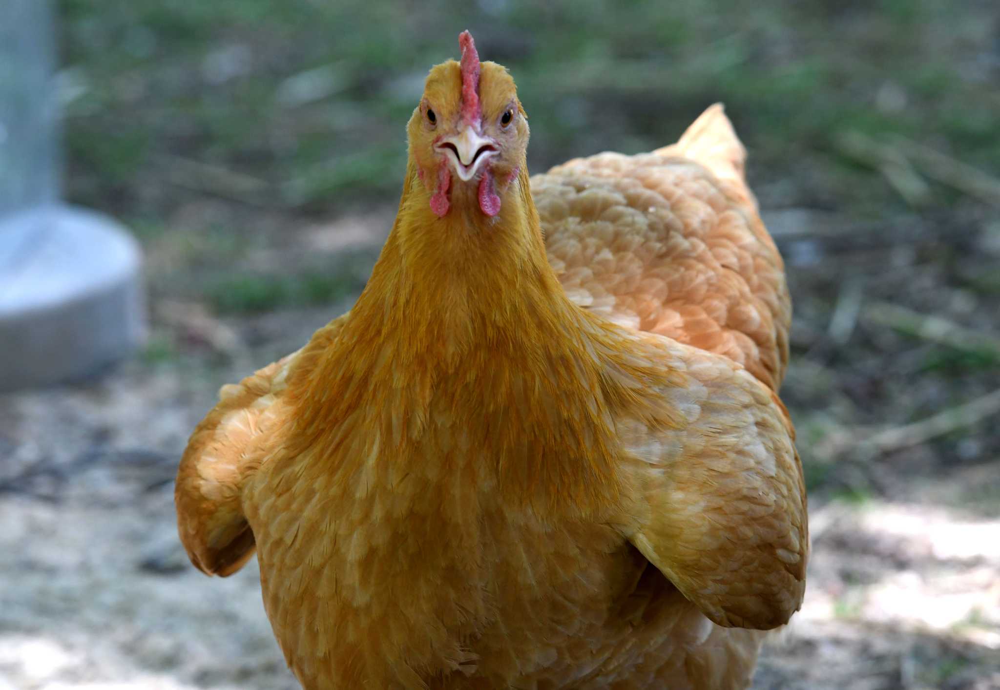 Bawk, bawk: Schenectady to revisit backyard chicken issue