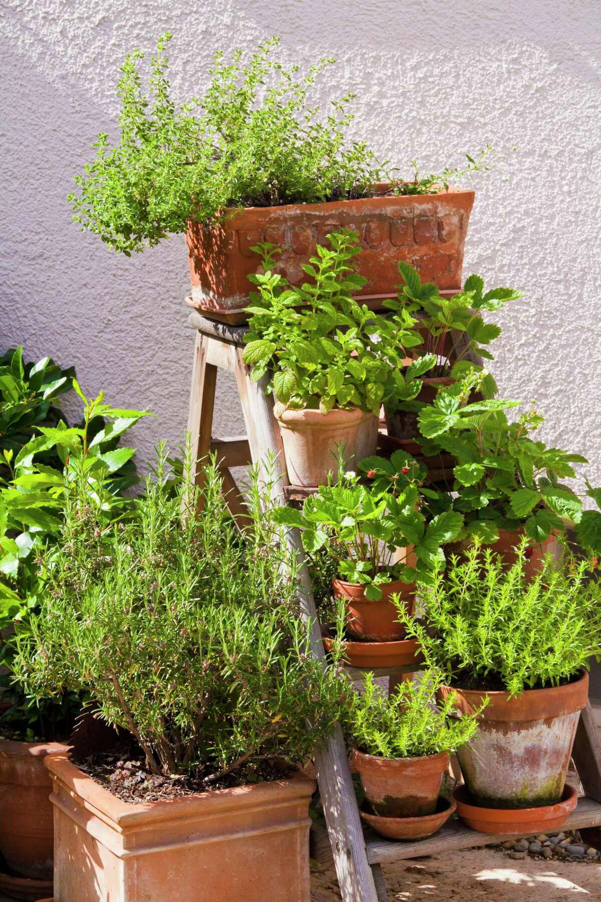 Calvin Finch: Beginner’s guide to growing herbs