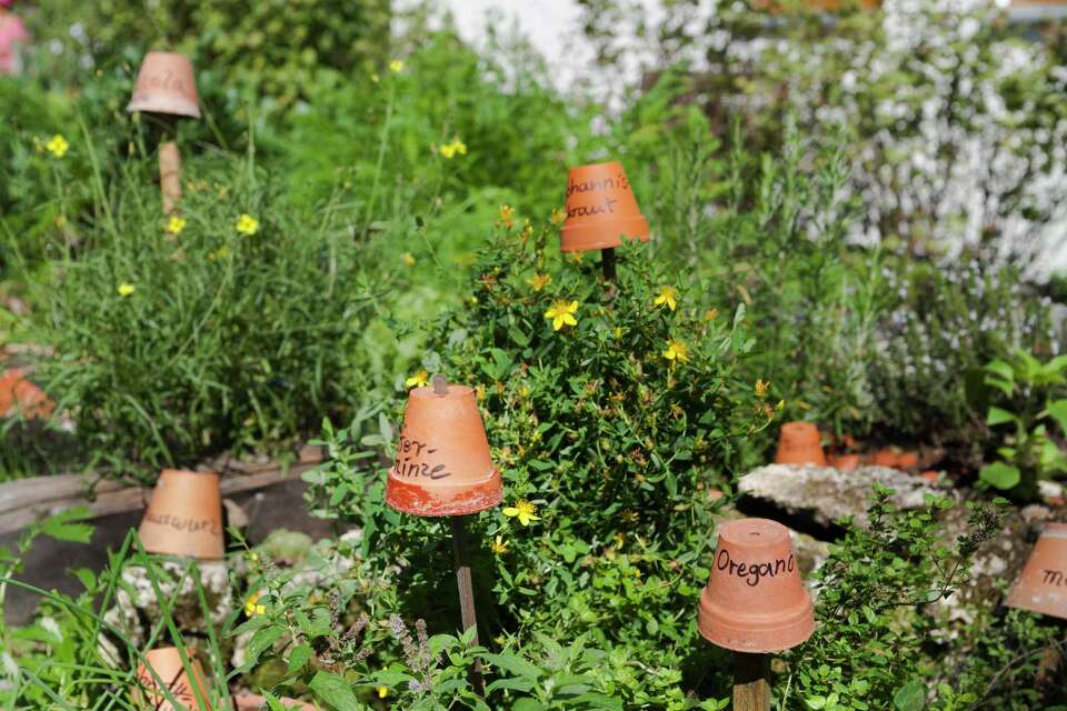 Calvin Finch: Beginner’s guide to growing herbs