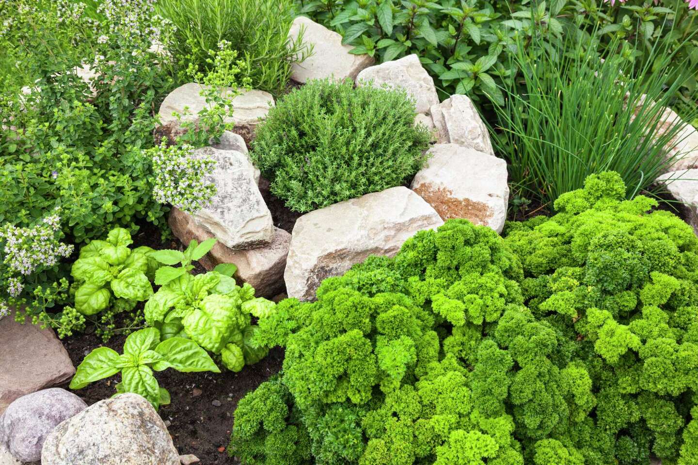 Calvin Finch: Beginner’s guide to growing herbs