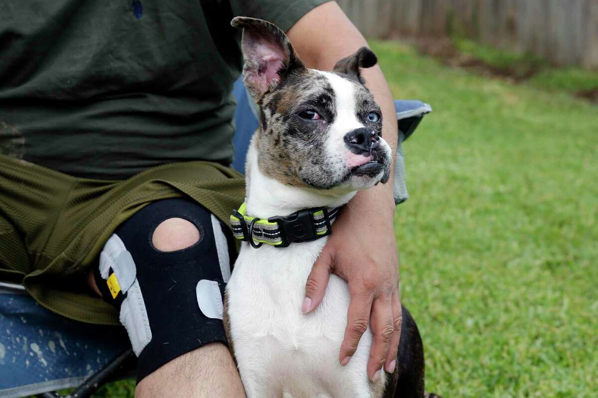 Going back to work? Here’s how to transition your pets.