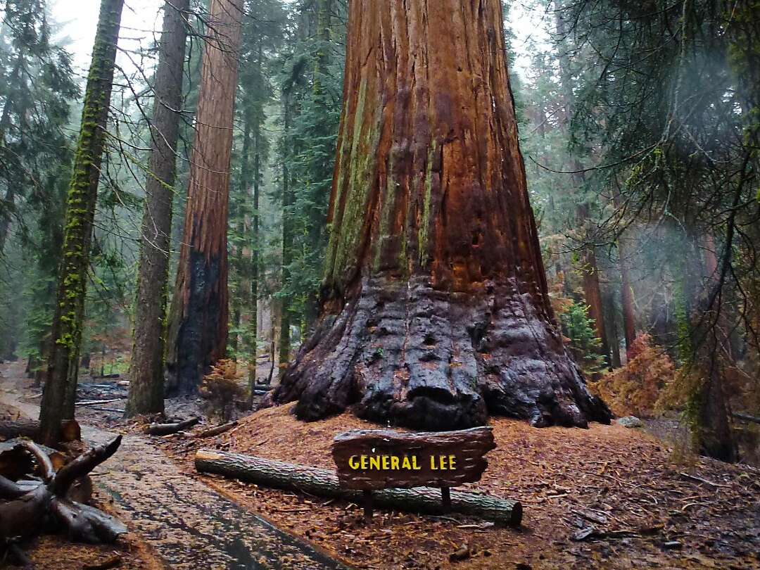 National Park Service removes Robert E. Lee’s name from giant sequoia