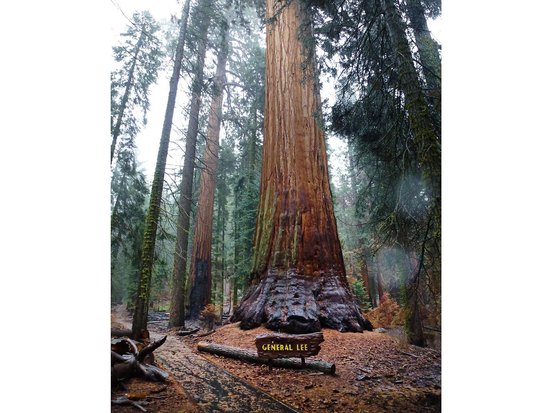sequoia tree service
