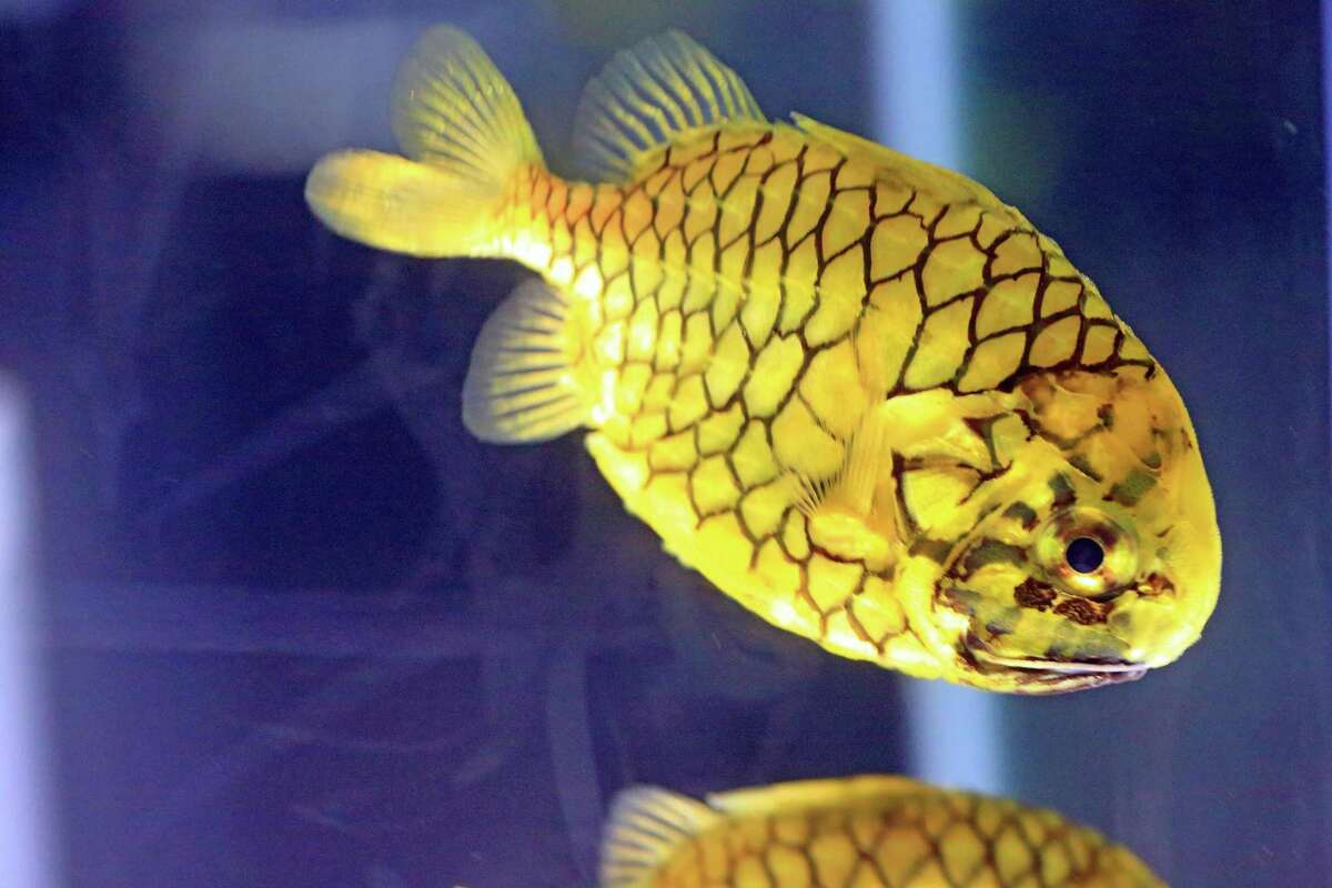 Maritime Aquarium features creatures that glow in the dark