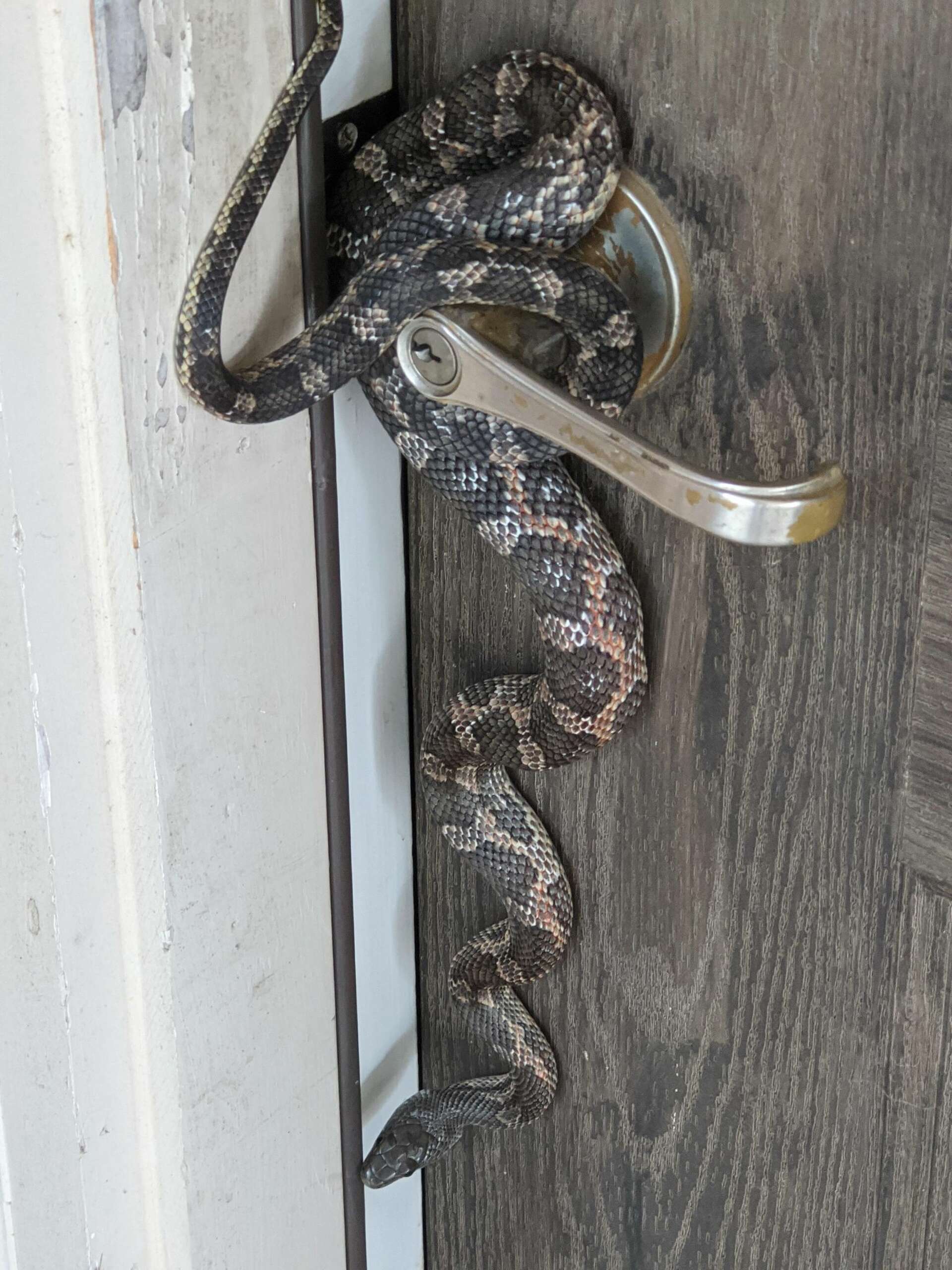 San Antonio man opens door and finds 'huge' snake wrapped around doorknob