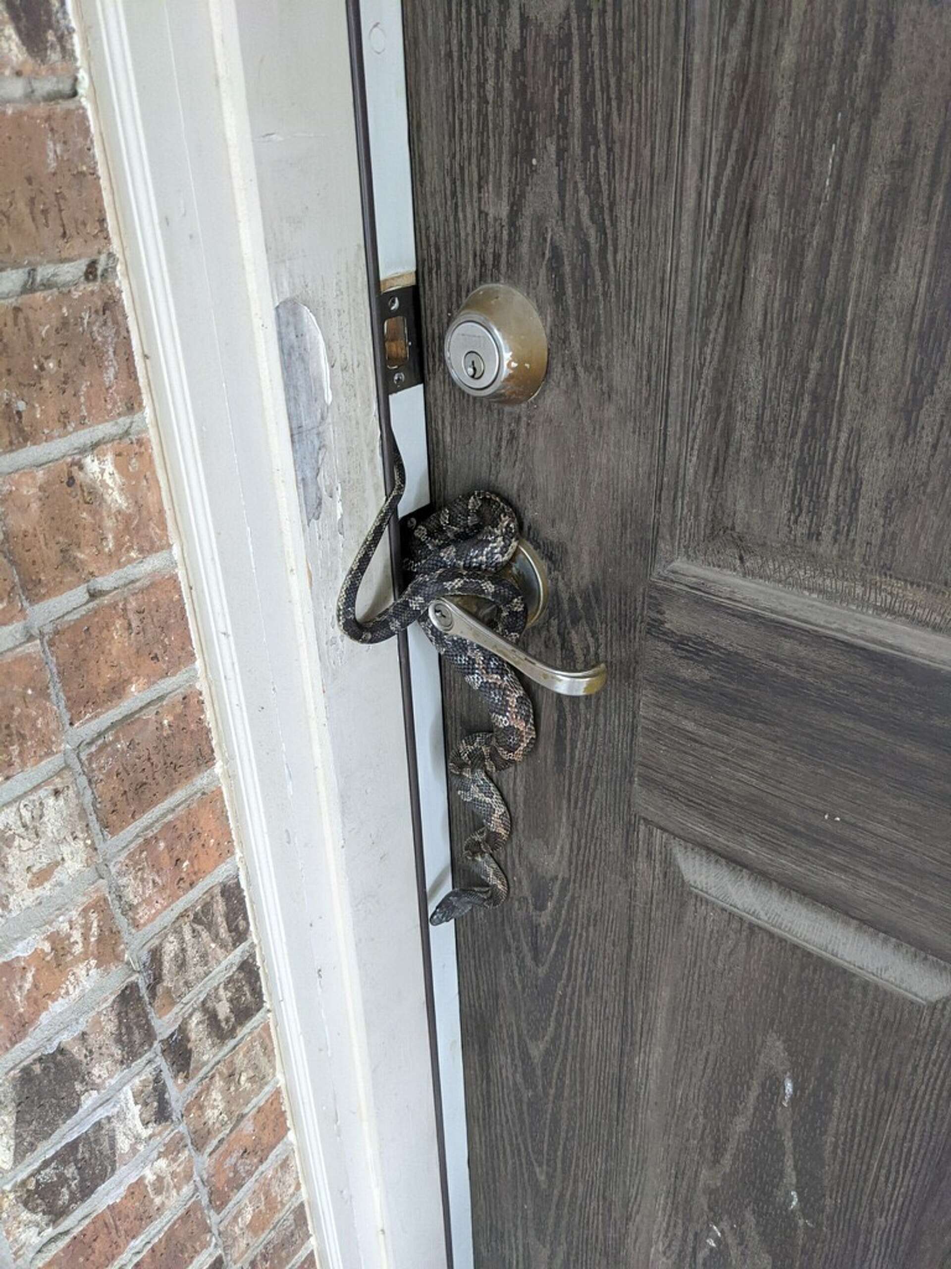 San Antonio man opens door and finds 'huge' snake wrapped around doorknob