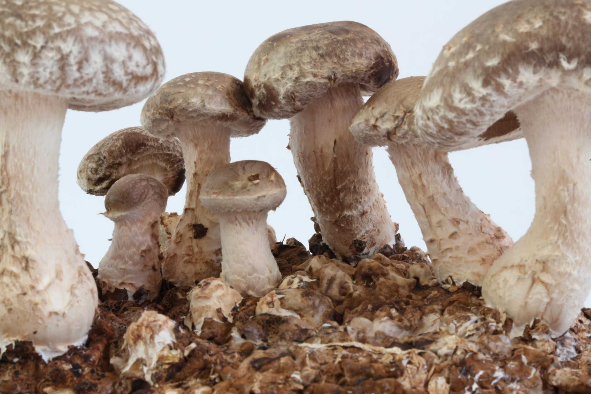 Durham environmental group to screen ‘Fantastic Fungi’ documentary Monday