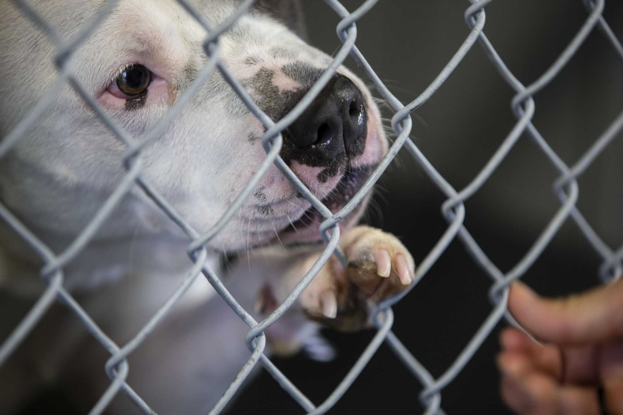 Live Release Team works with troubled dogs to find them homes across ...