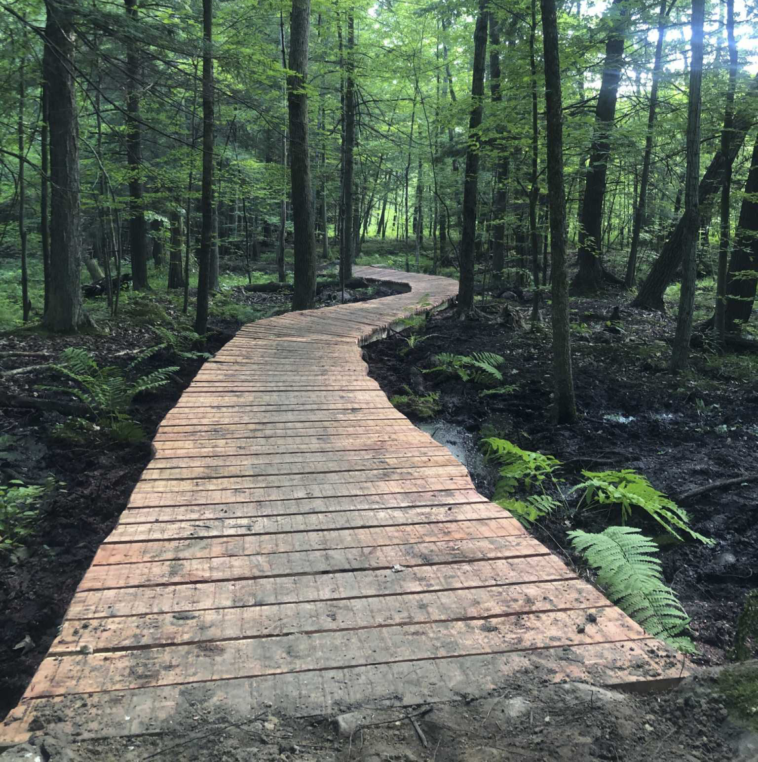 Portion of Michigan's Dragon Trail reopen for hiking, biking