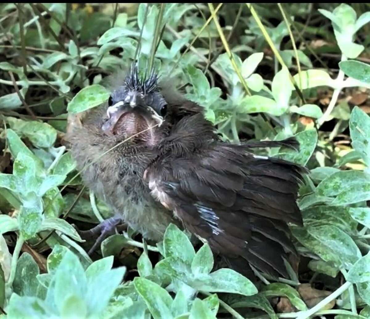 How I found freedom from COVID-19 isolation with feathered friends