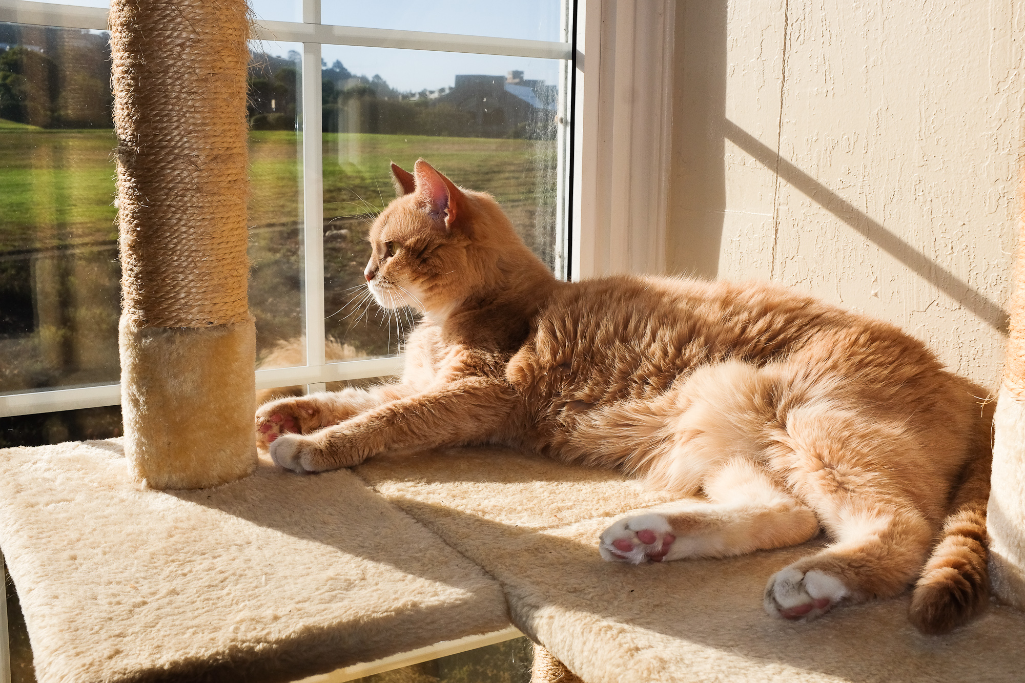 Saying good-bye to my cat in the time of COVID