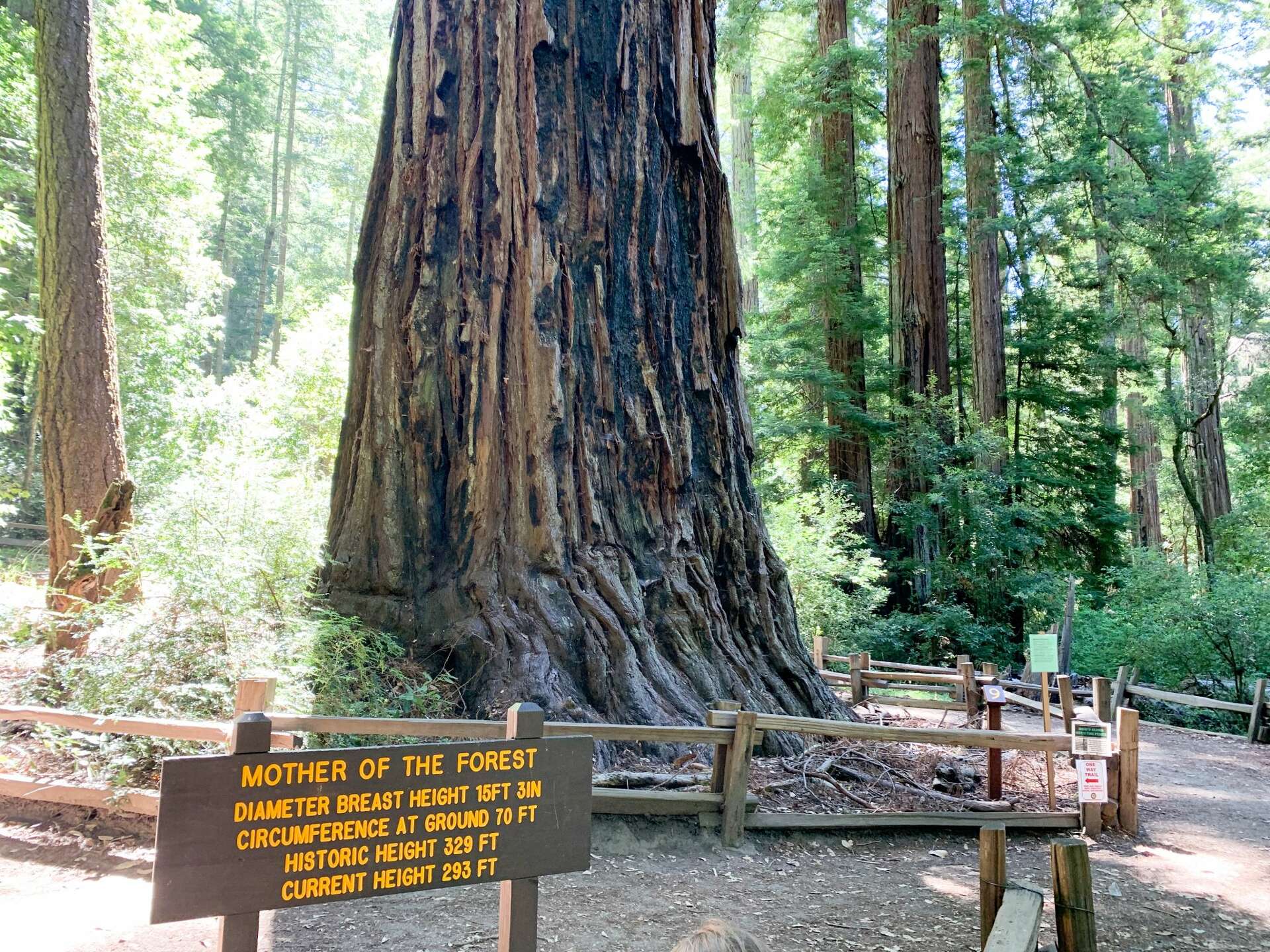 Fire wipes out Big Basin State Park's historic buildings