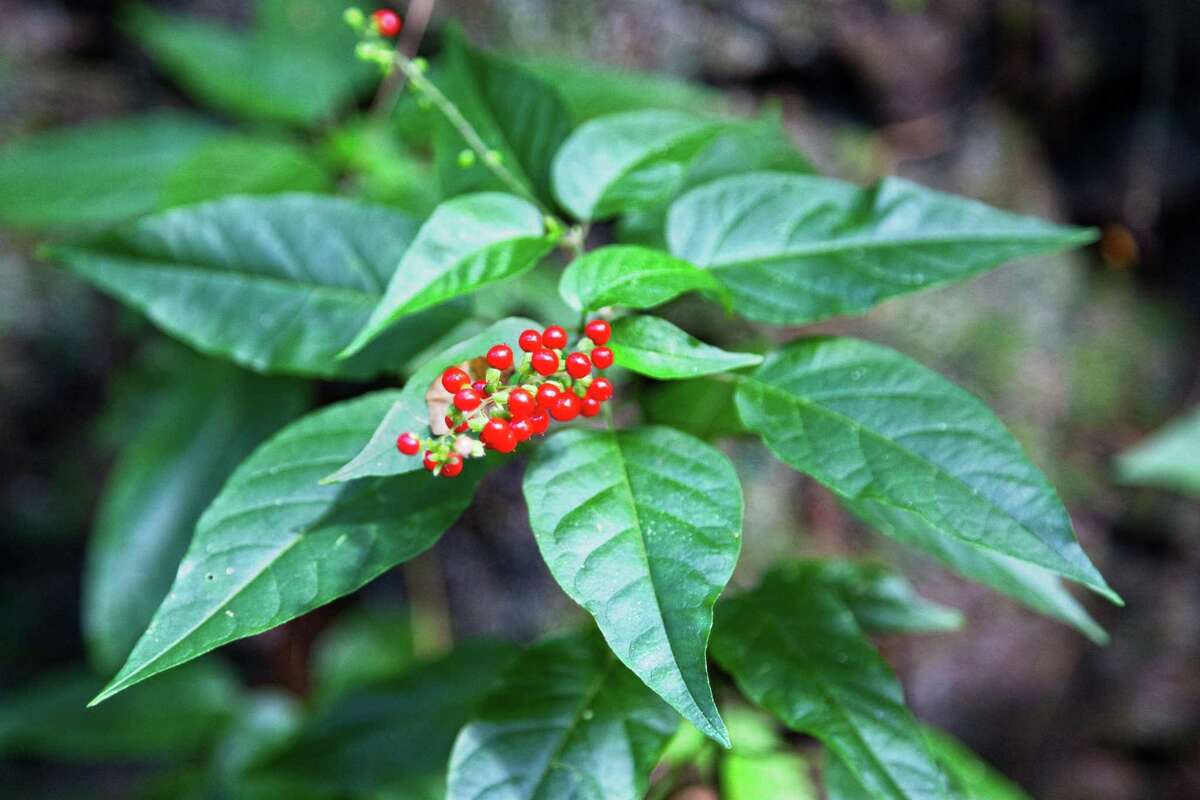 Low-maintenance pigeonberry is a versatile player in the garden