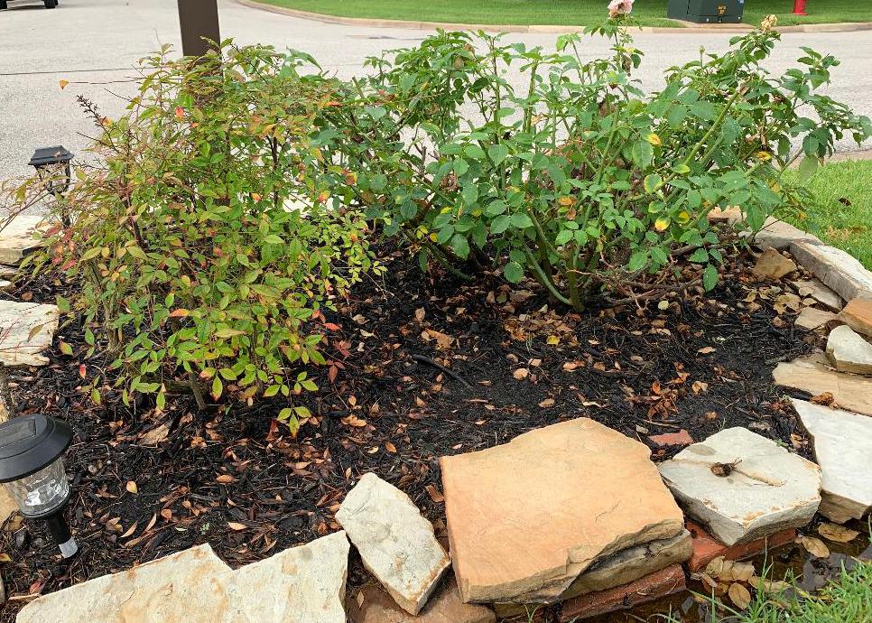 Neil Sperry: Struggling rose bush may need nitrogen