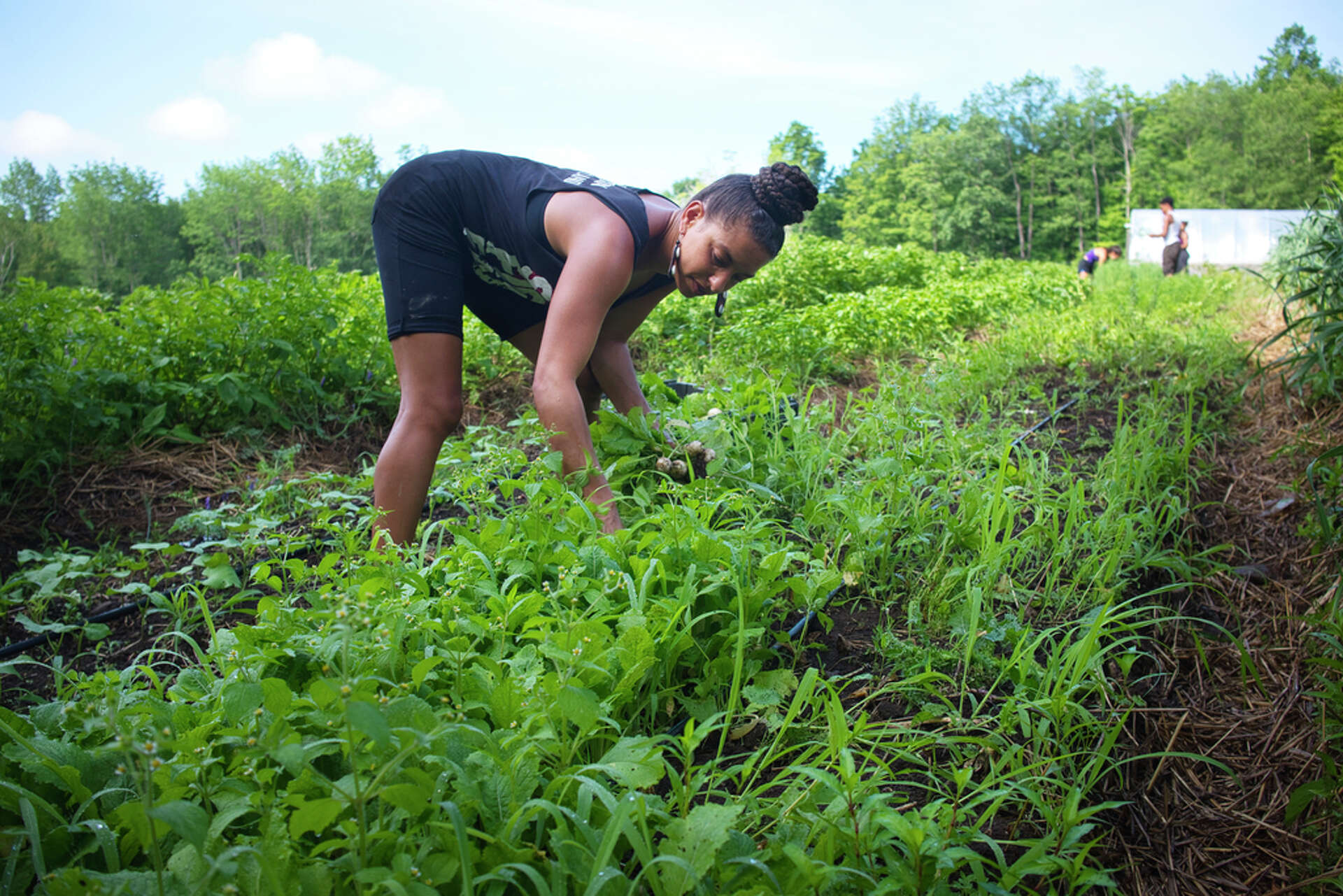 Soul Fire Farm, farming for social justice, plans to expand