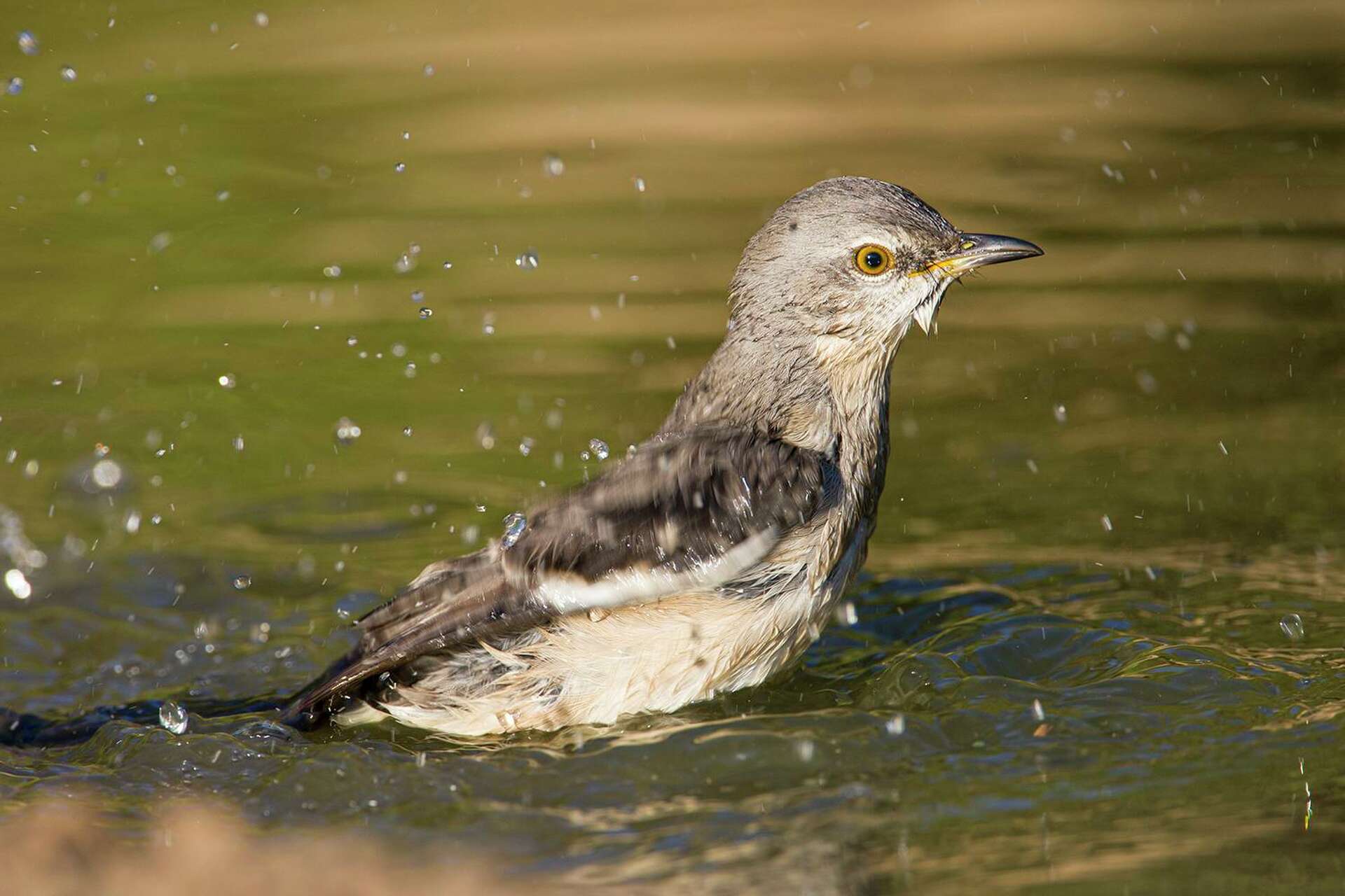 Here’s how birds stay cool in the Houston heat