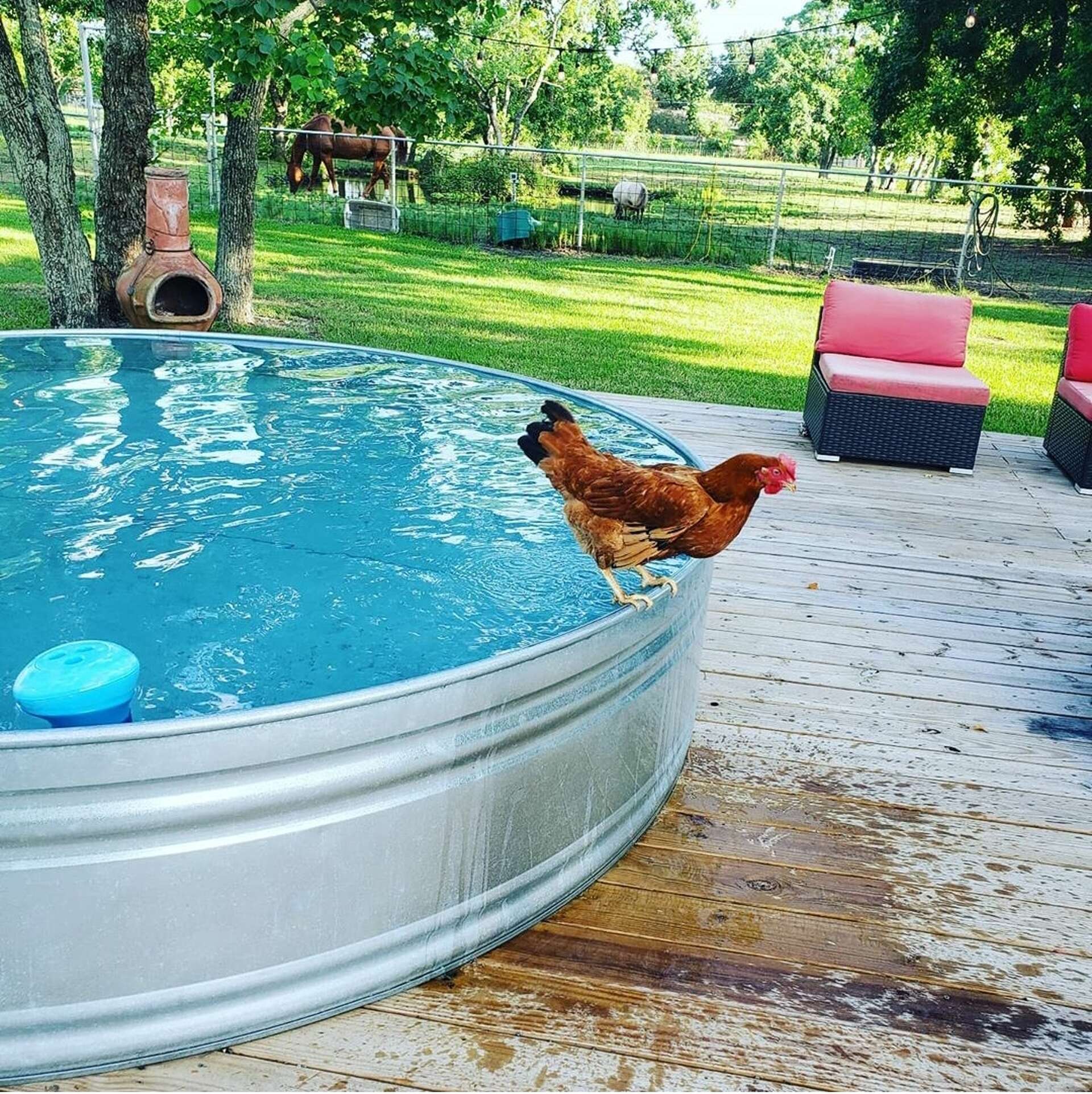 Is the virus a catalyst for an inflatable pool shortage, or a stock ...