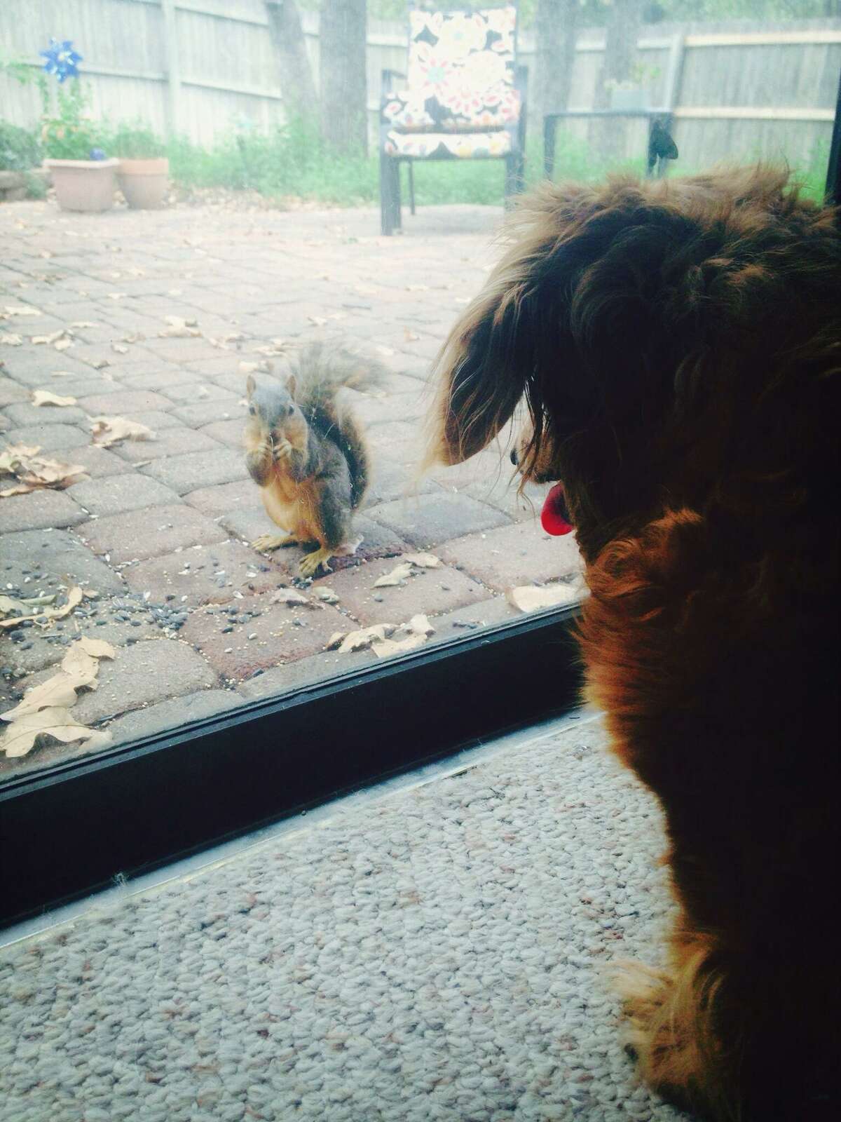 S.A.’s Common Critters: Squirrels. Dogs and bird lovers hate them ...
