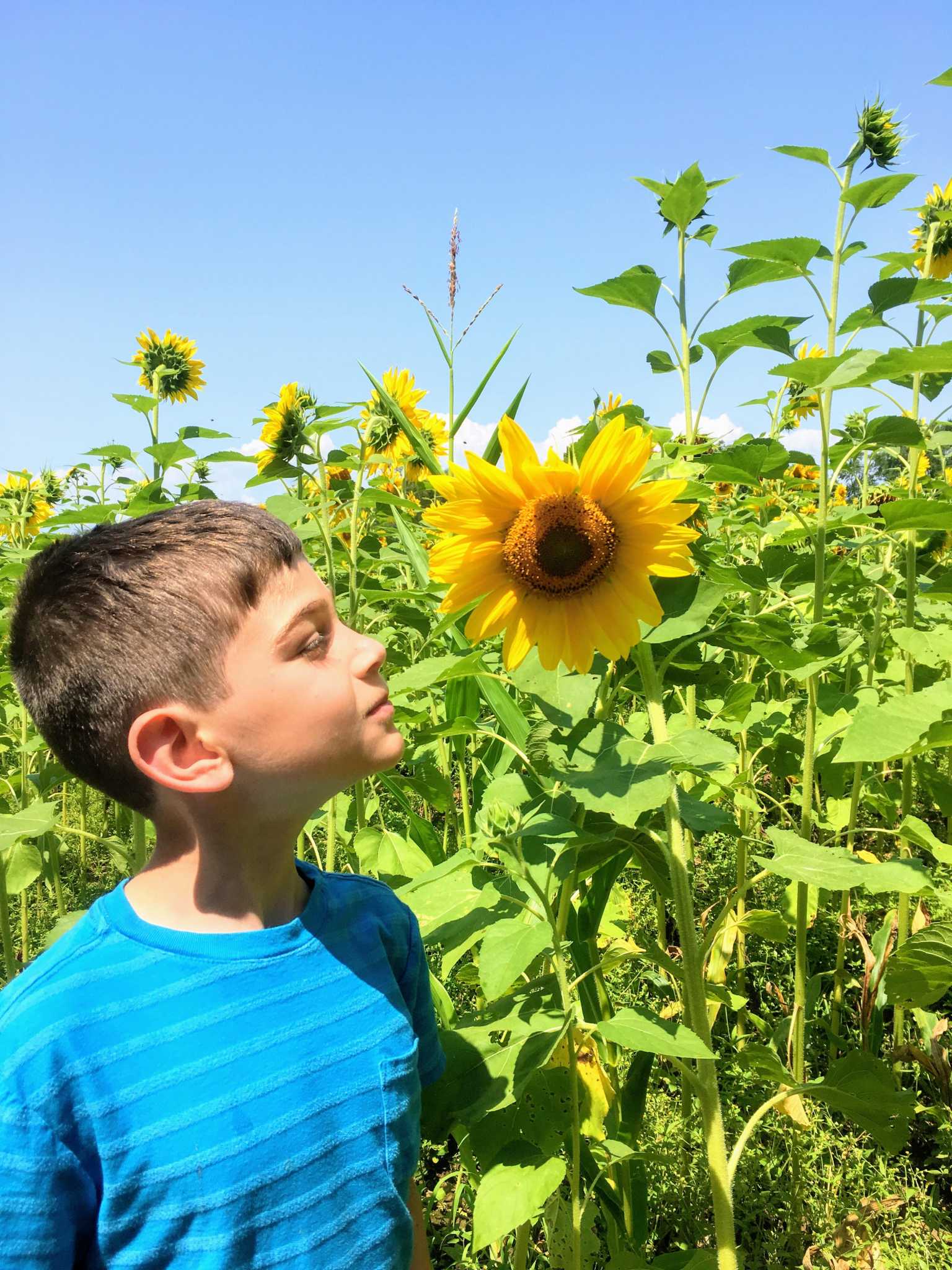 Sunflowers: CT farms spreading a little floral sunshine