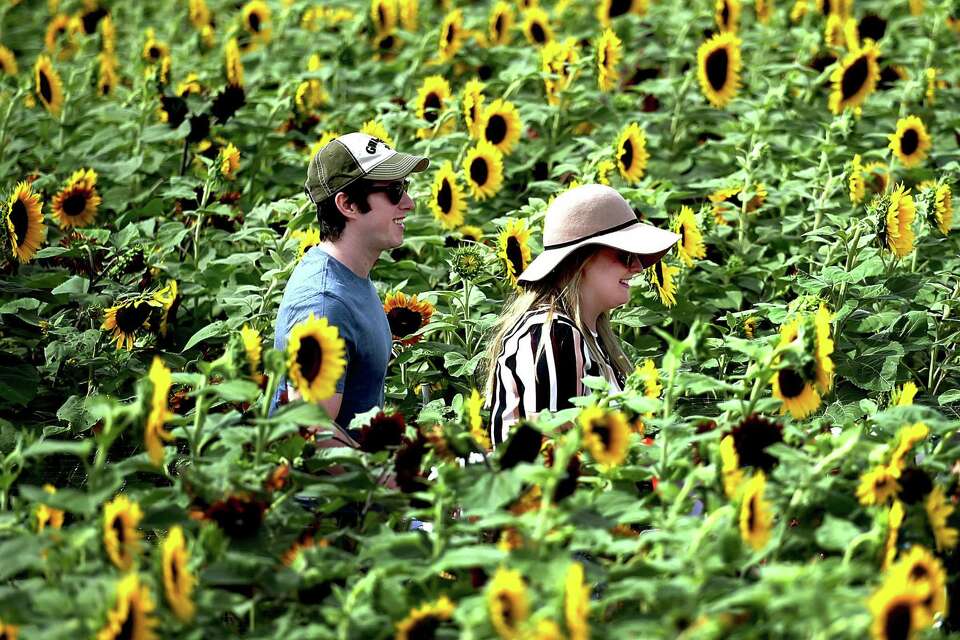 Sunflowers: CT farms spreading a little floral sunshine