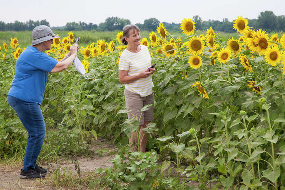 Columbia Bottom sunflowers seeing flood of fans