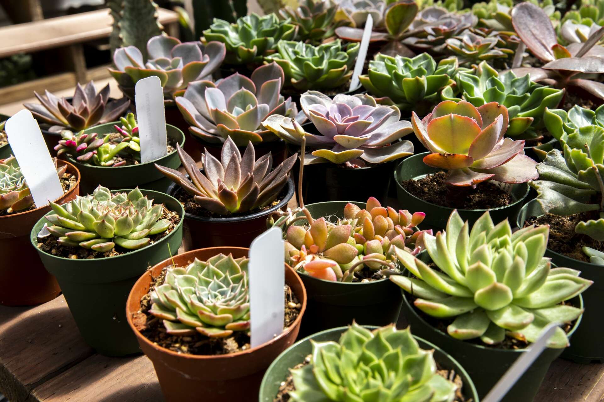 The hottest Texas landscaping trends for 2020