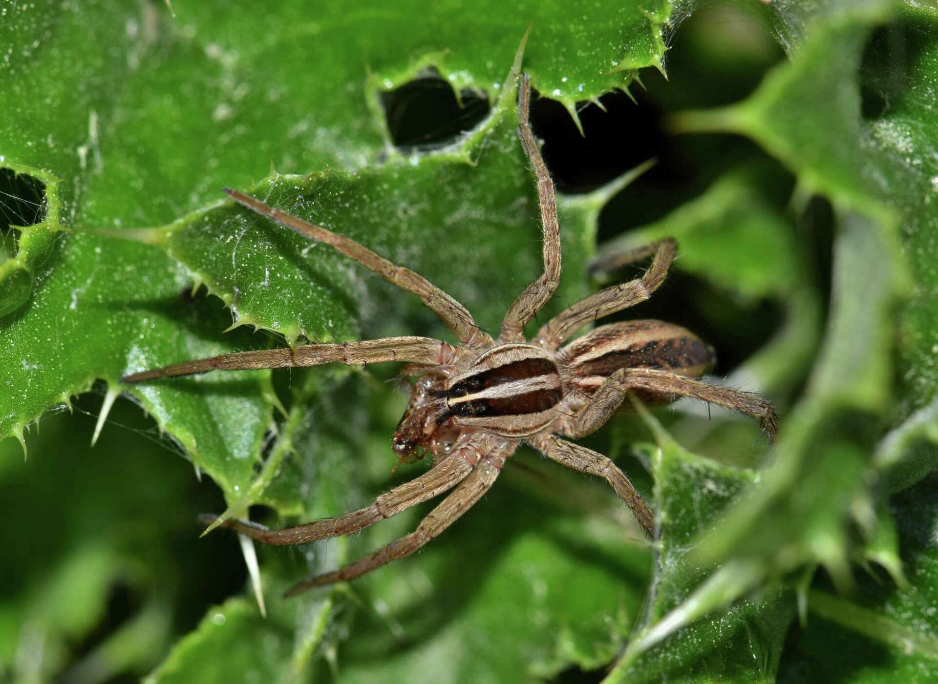slender wolf spider