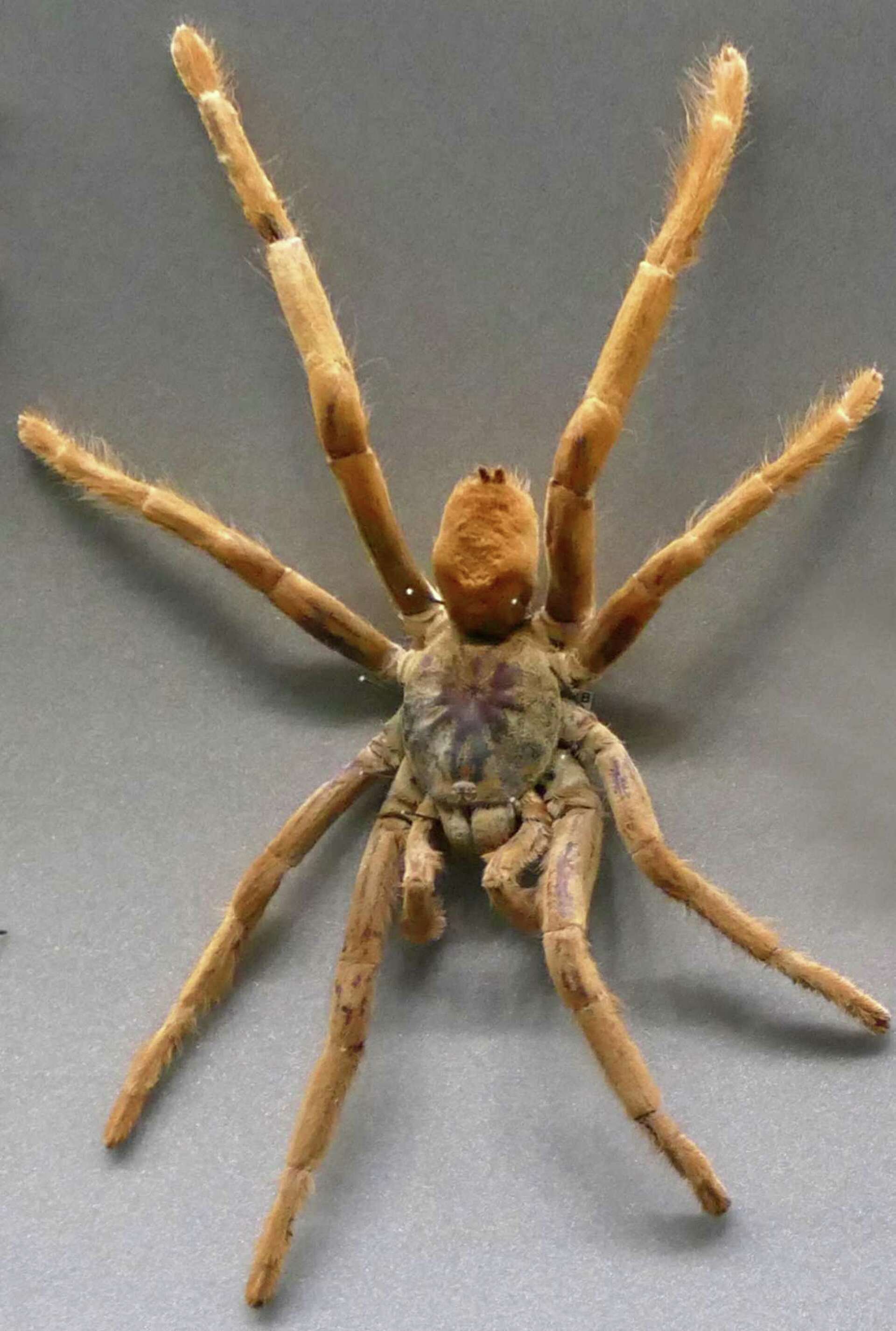 tarantula wolf spider bite