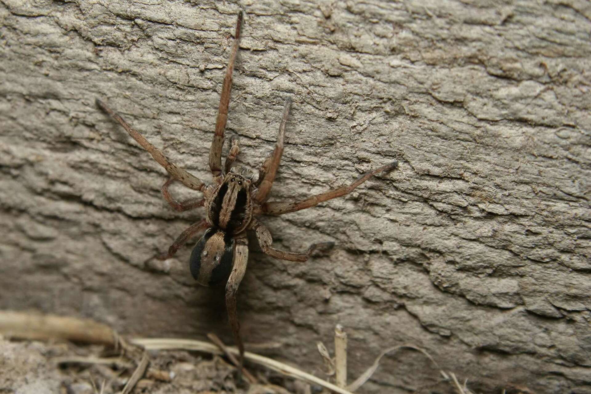 wolf spider chasing prey