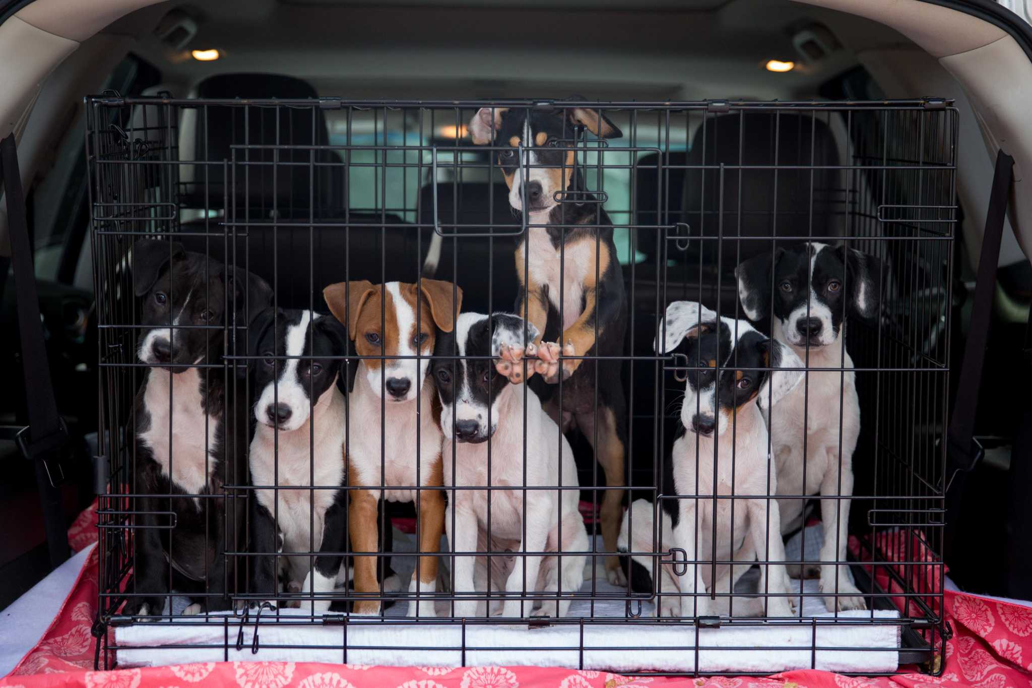 Hundreds of dogs, cats need fostering as Hurricane Laura approaches