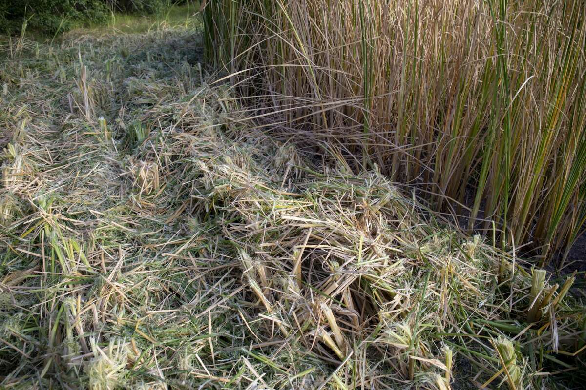 I-20 Wildlife Preserve closes for the week to remove invasive cattail ...