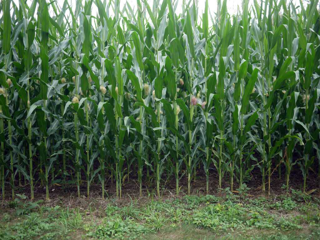 Fight in front of children leads deputies to mother's body buried in ...