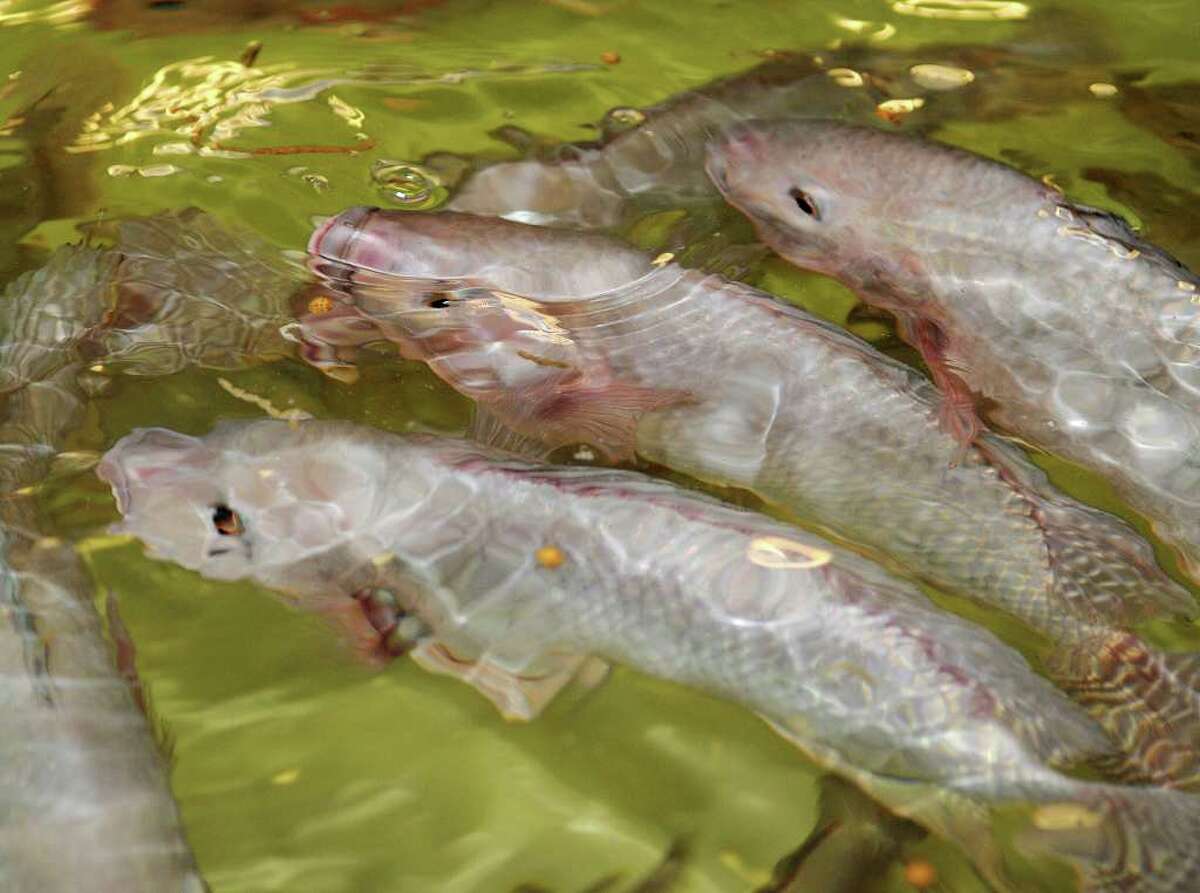 School (of fish) in session