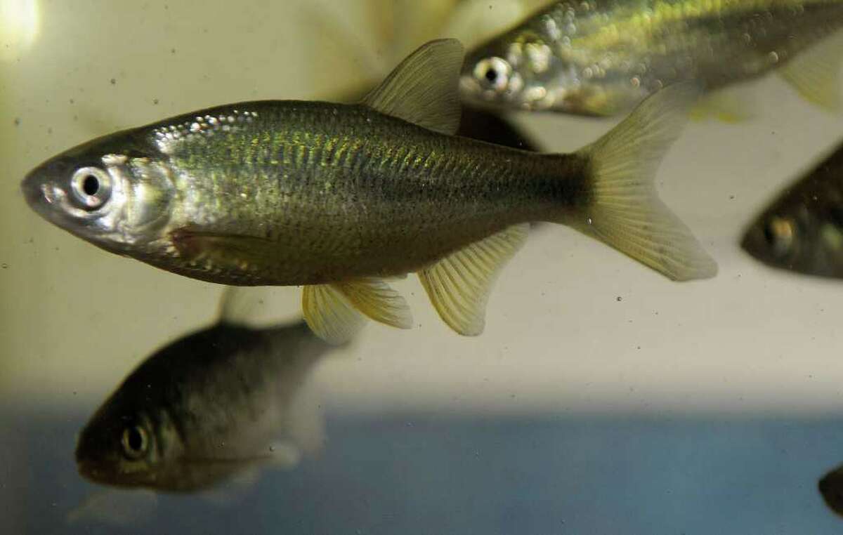 School (of fish) in session