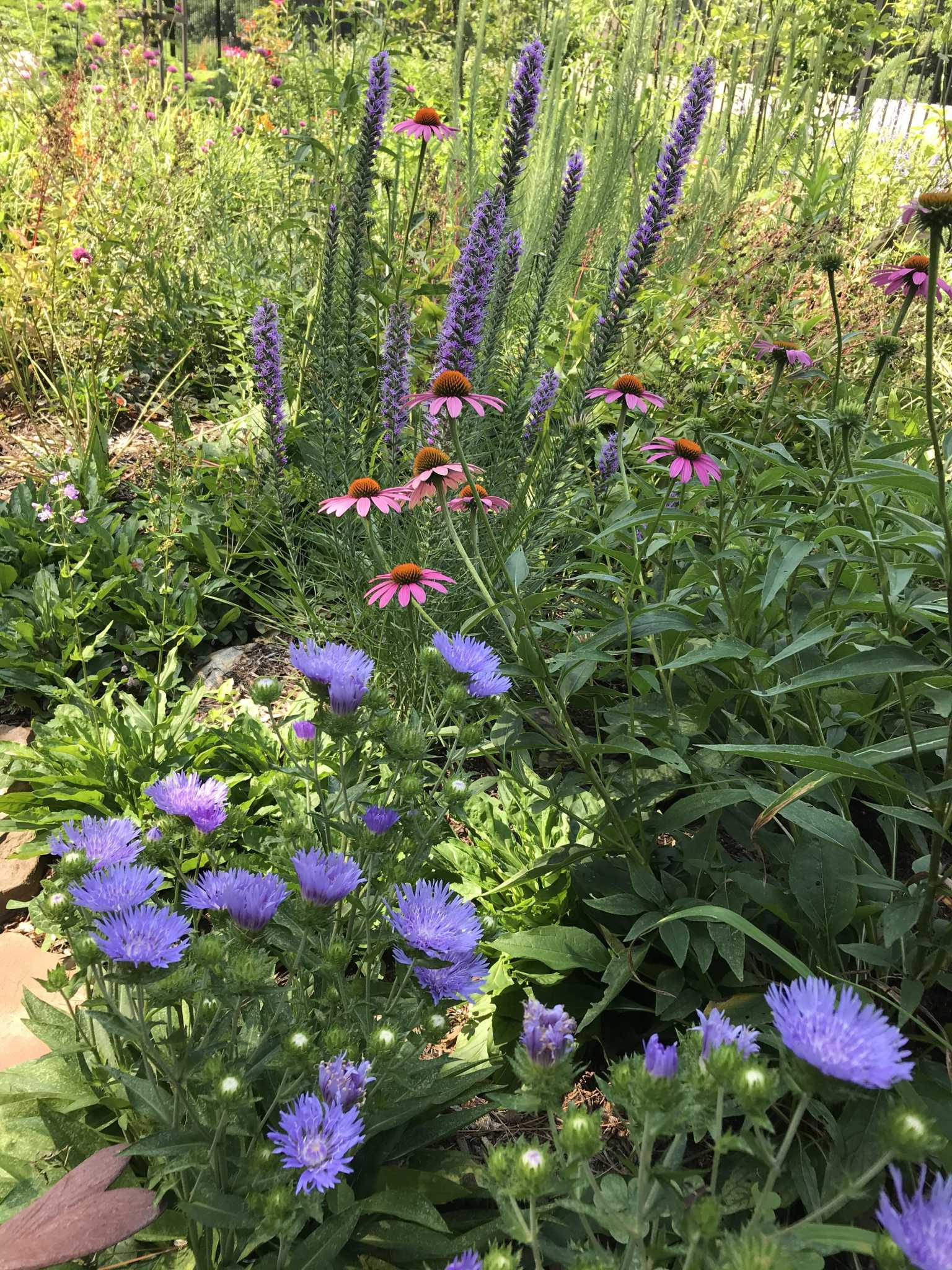 Master Gardener: Tips for planting a pocket prairie