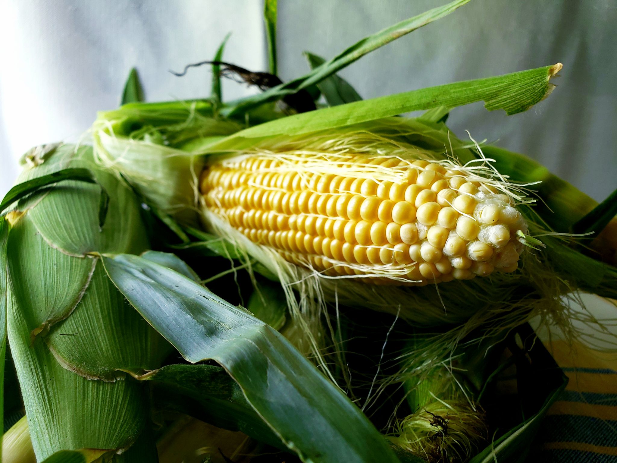 Sweet corn 101: How to pick, store and cook it
