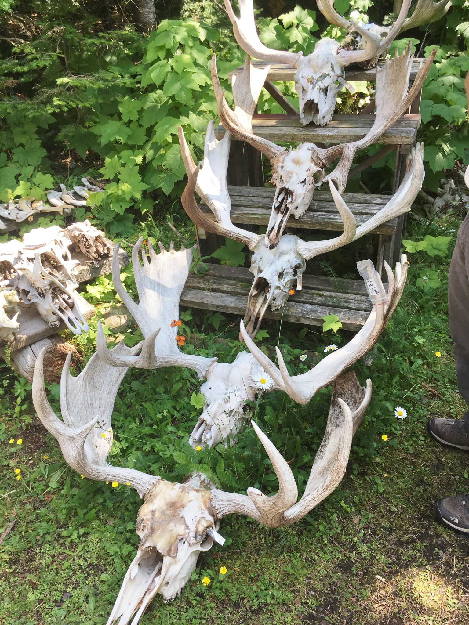 Isle Royale moose/wolf project topic of July 30 program