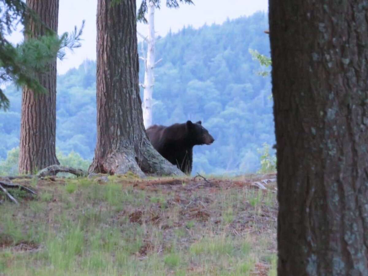 Sale of Whitney estate could change heart of Adirondacks