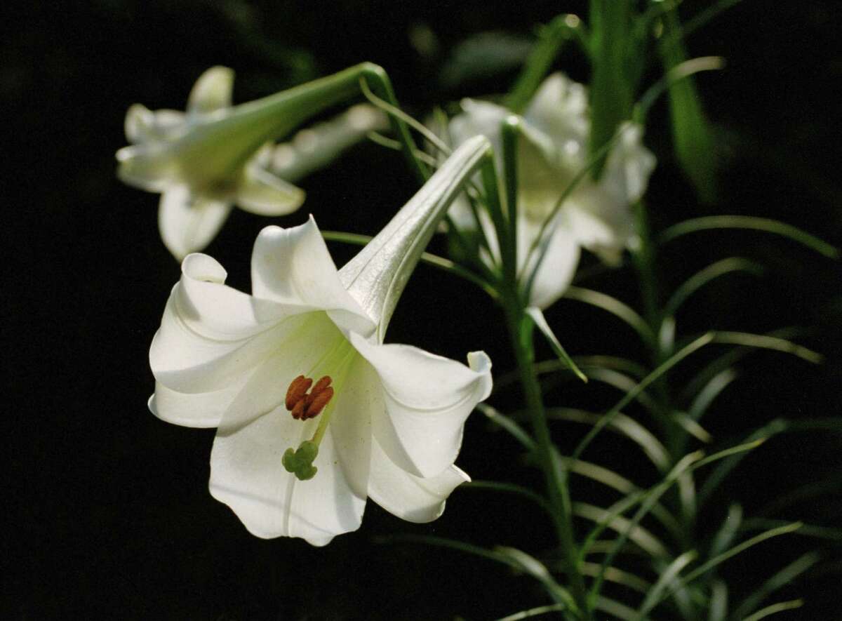 4 tall perennials to perk up the summer garden