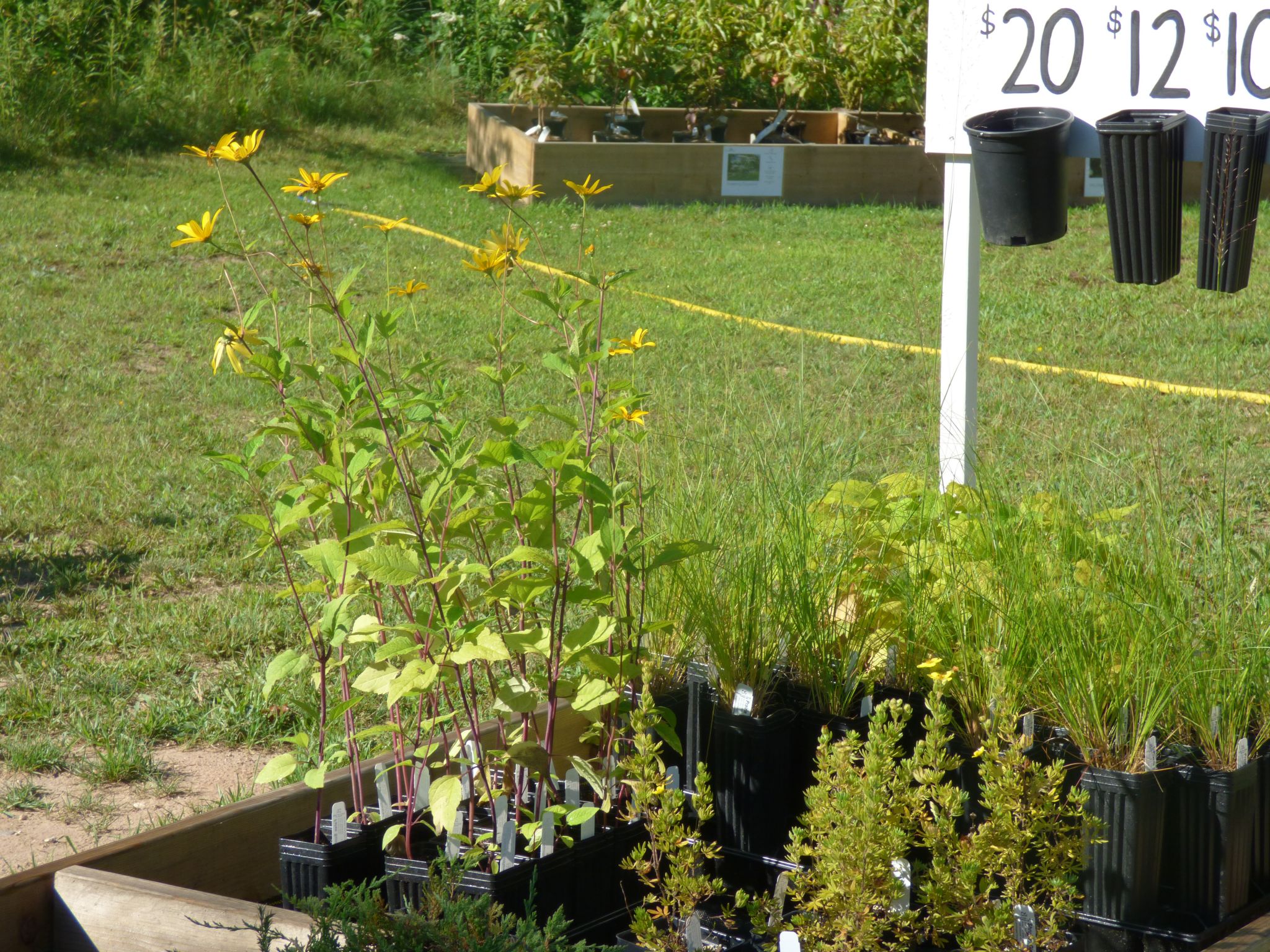 LaMore talks best native plants for local gardeners
