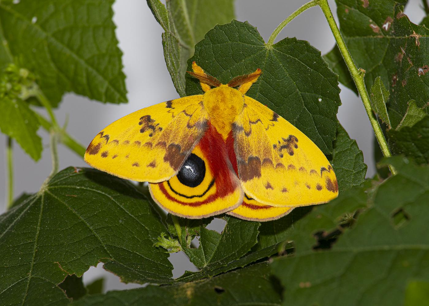 Meet moths, our fascinating, mostly fly-by-night neighbors