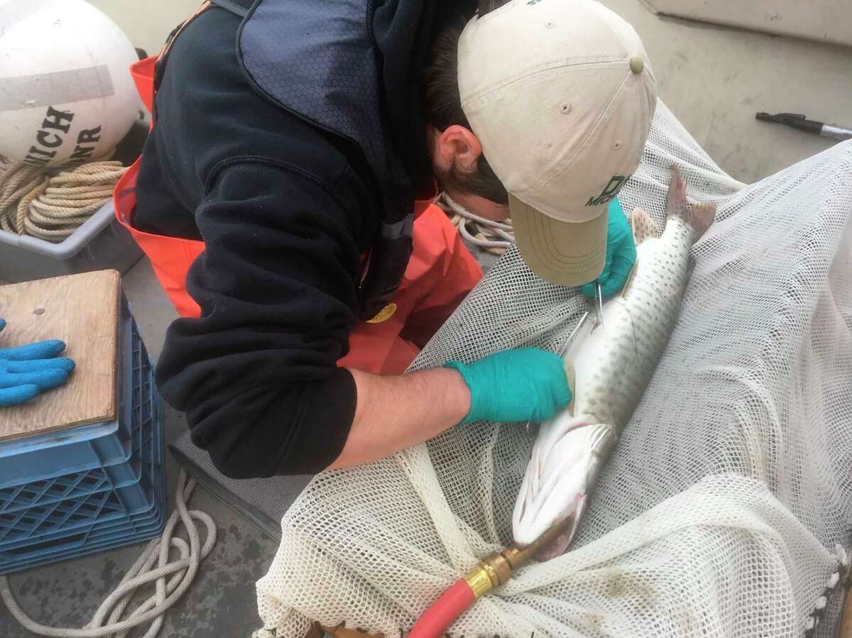 Showcasing the DNR: Tracking fish movements with acoustic telemetry