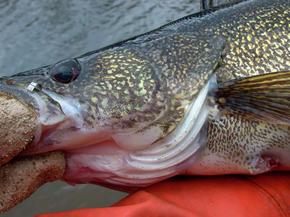 Showcasing the DNR: Tracking fish movements with acoustic telemetry