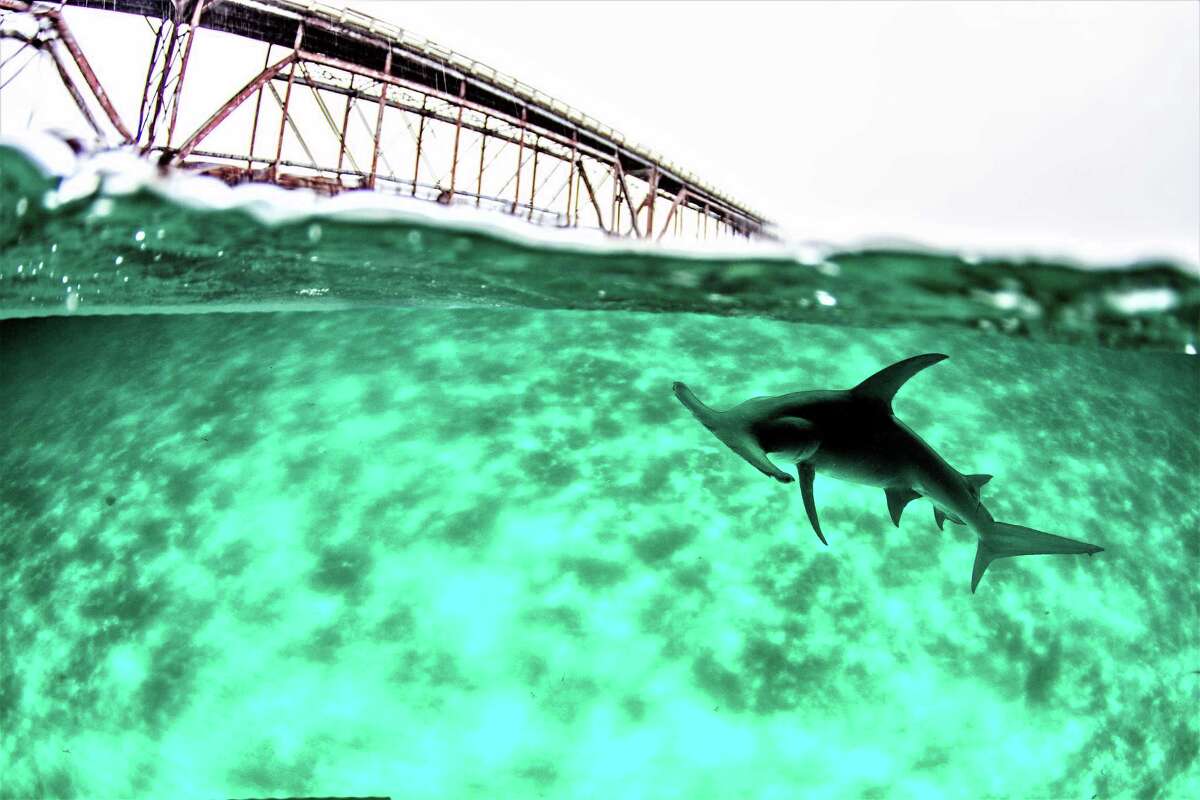 Discovery Channel’s Shark Week has competition this summer from ...