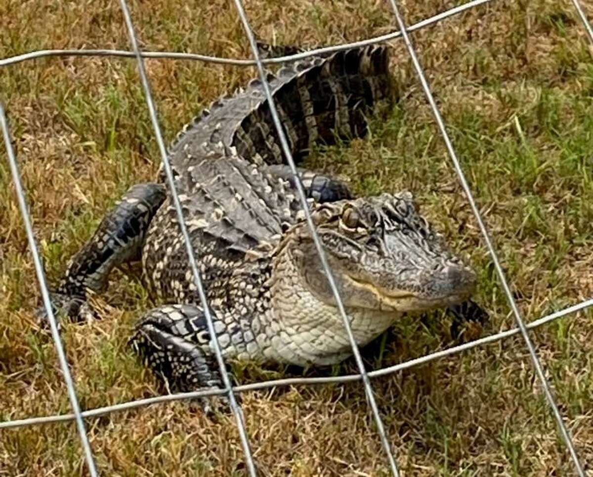 Yep, San Antonio gets its share of wild alligators. On guard, Fluffy!
