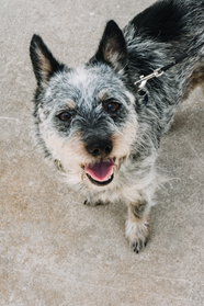 Local shelter saves 2 displaced dogs after owner dies from COVID-19