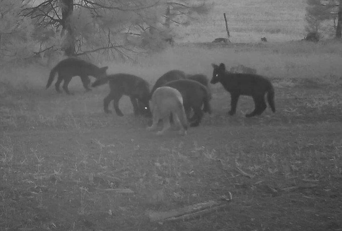California’s wolf pack is thriving with eight new pups